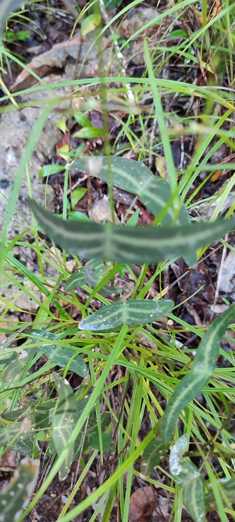 dicots from North Side, KY on June 29, 2022 at 07:37 AM by Quentin ...