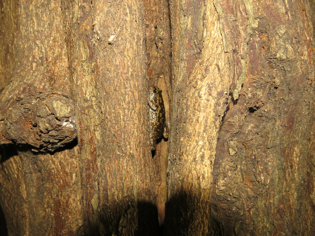 White-bellied pug-snout frog from Indian Institute of Technology Madras ...
