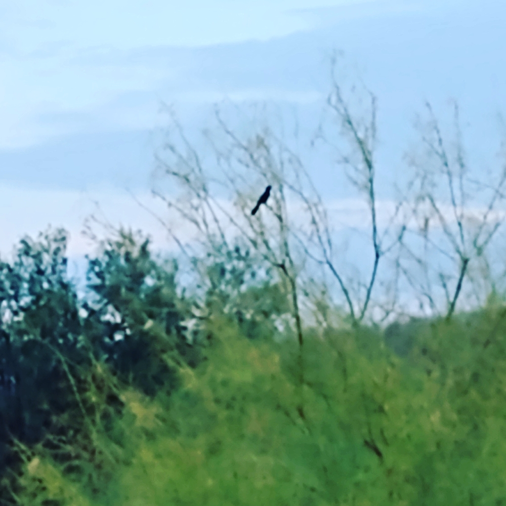 Garrapatero pijuy desde Sahuaripa, Sonora, Mexico el08 de junio de 2022 ...