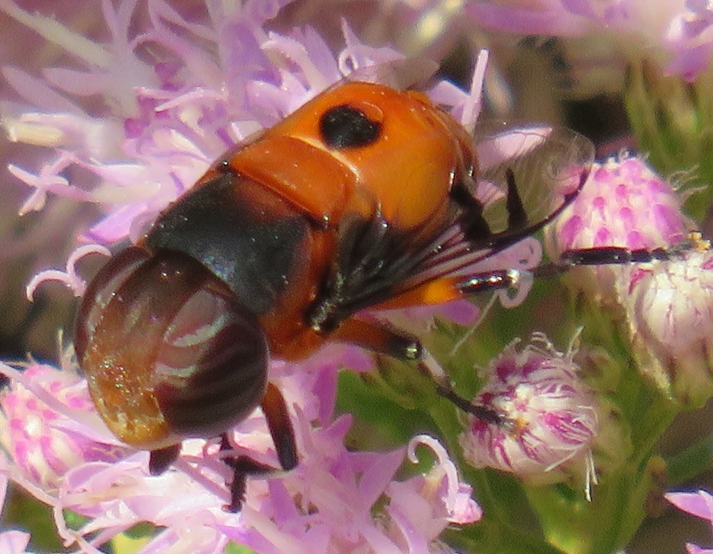 Phytomia kroeberi from iSimangaliso, South Africa on July 8, 2018 at 01 ...