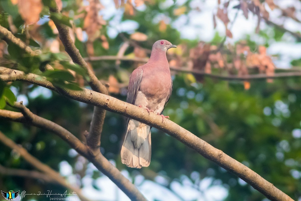 Pale-vented Pigeon from Guayacan la Lomita, 29960 Palenque, Chis ...