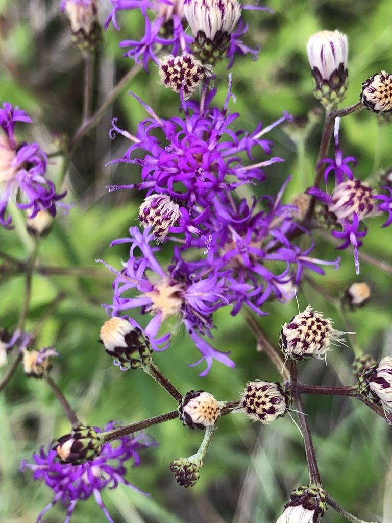 Texas ironweed (Vernonia texana) - Botanical Realm