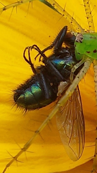 Calyptrate Flies from Atlanta, GA 30344, USA on June 28, 2022 at 12:00 ...