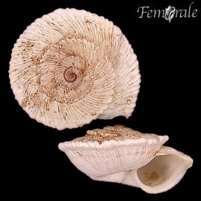 Trochoidea davidiana · iNaturalist