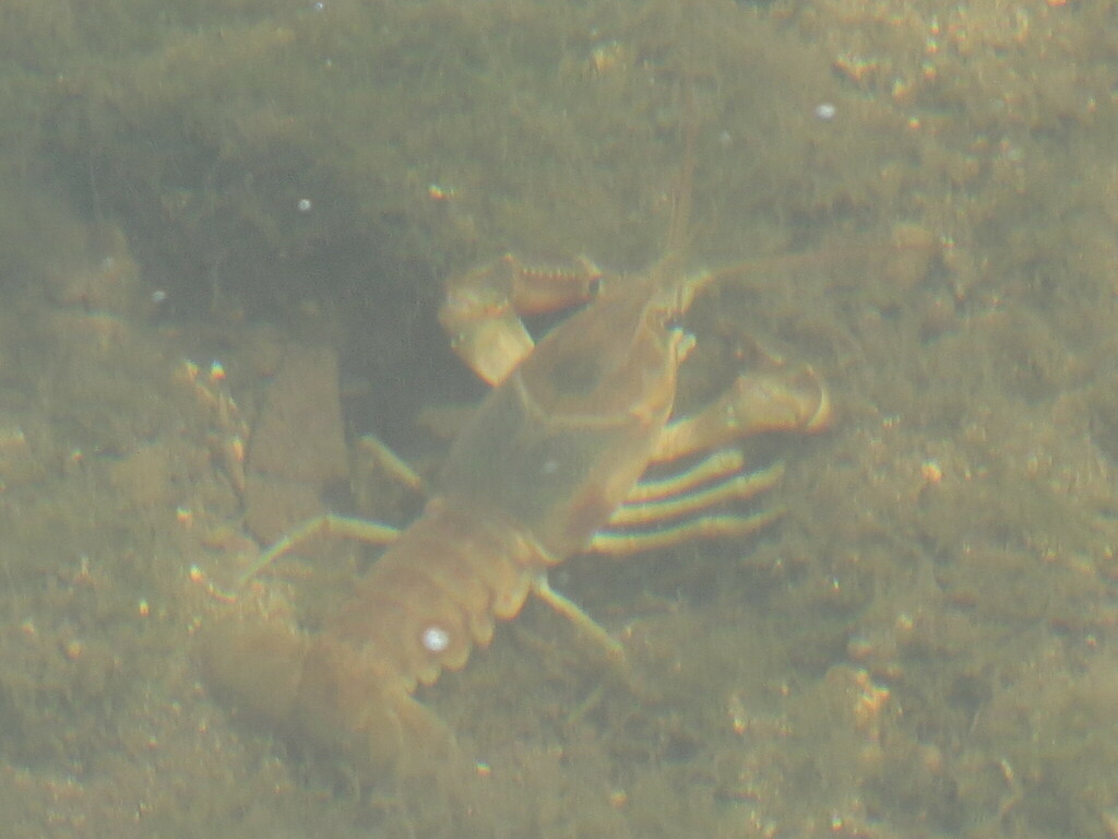 Rusty Crayfish from Rockford, IL, USA on June 29, 2022 at 11:34 AM by ...