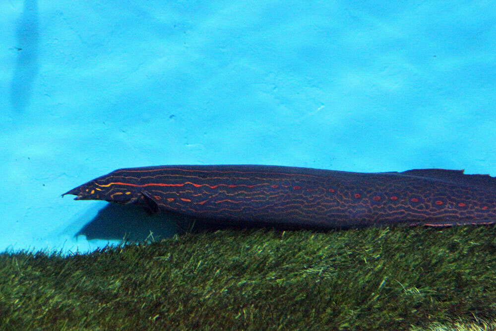 Fire Eel (Mastacembelus erythrotaenia) - Marine Life Identification
