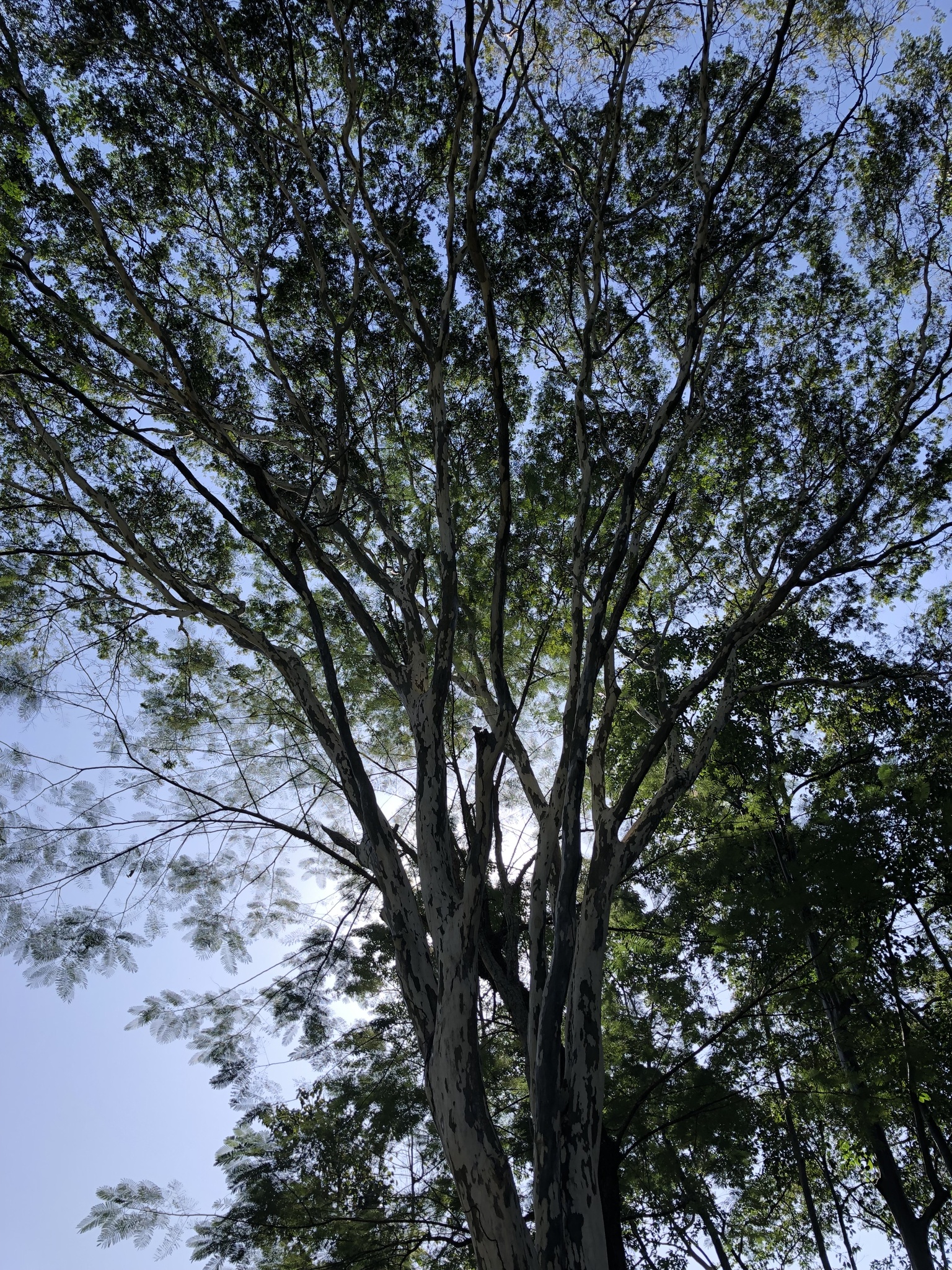 Libidibia ferrea (Mart. ex Tul.) L.P.Queiroz