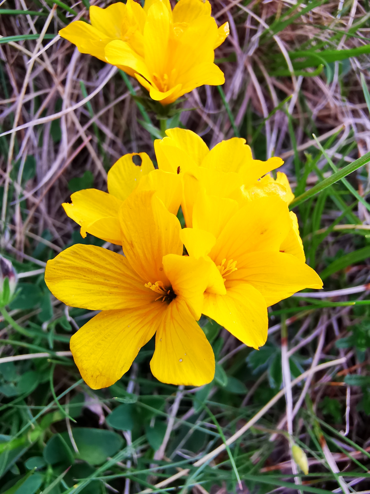 Linum capitatum Schult.