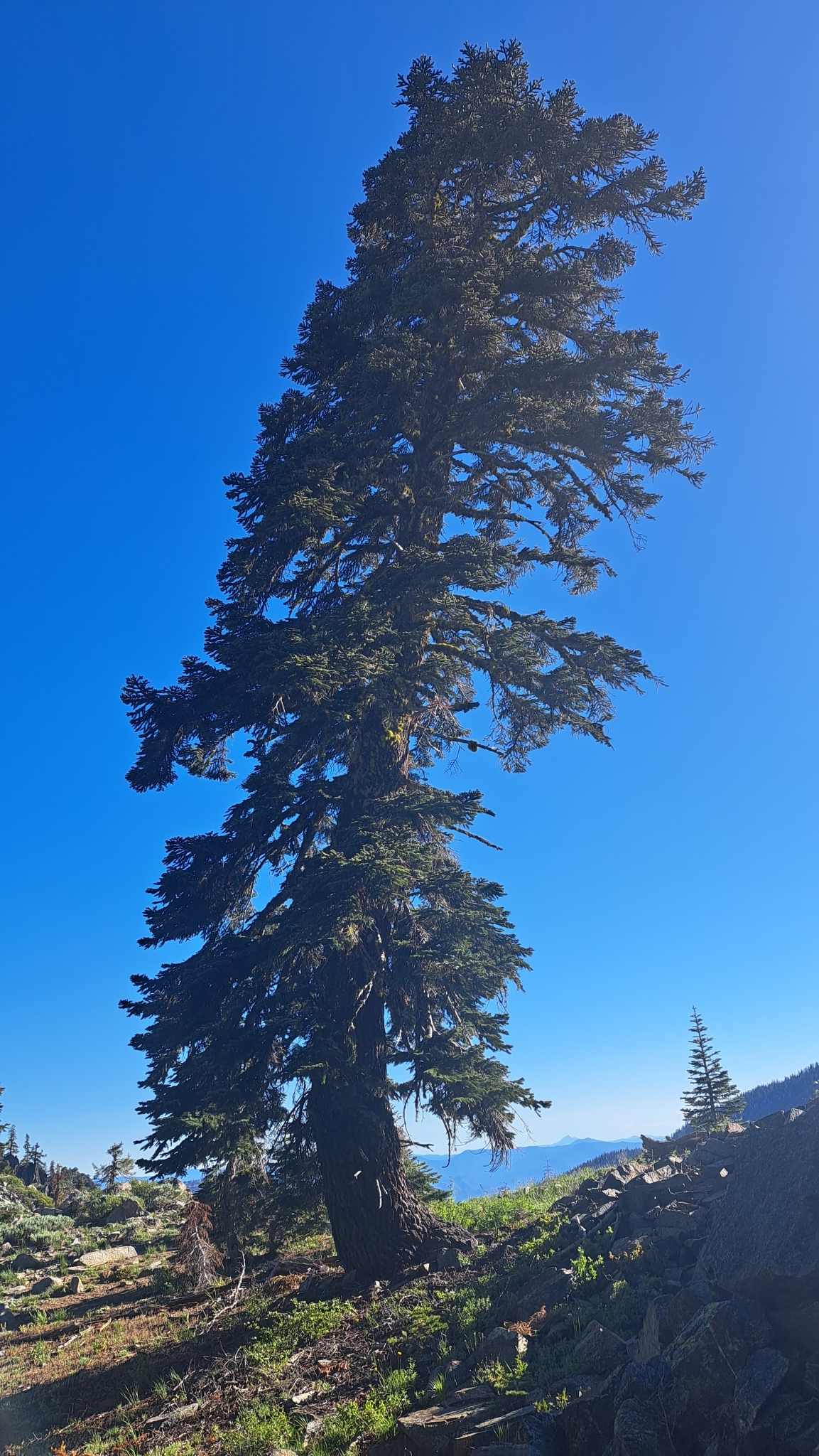 Abies magnifica var. shastensis Lemmon