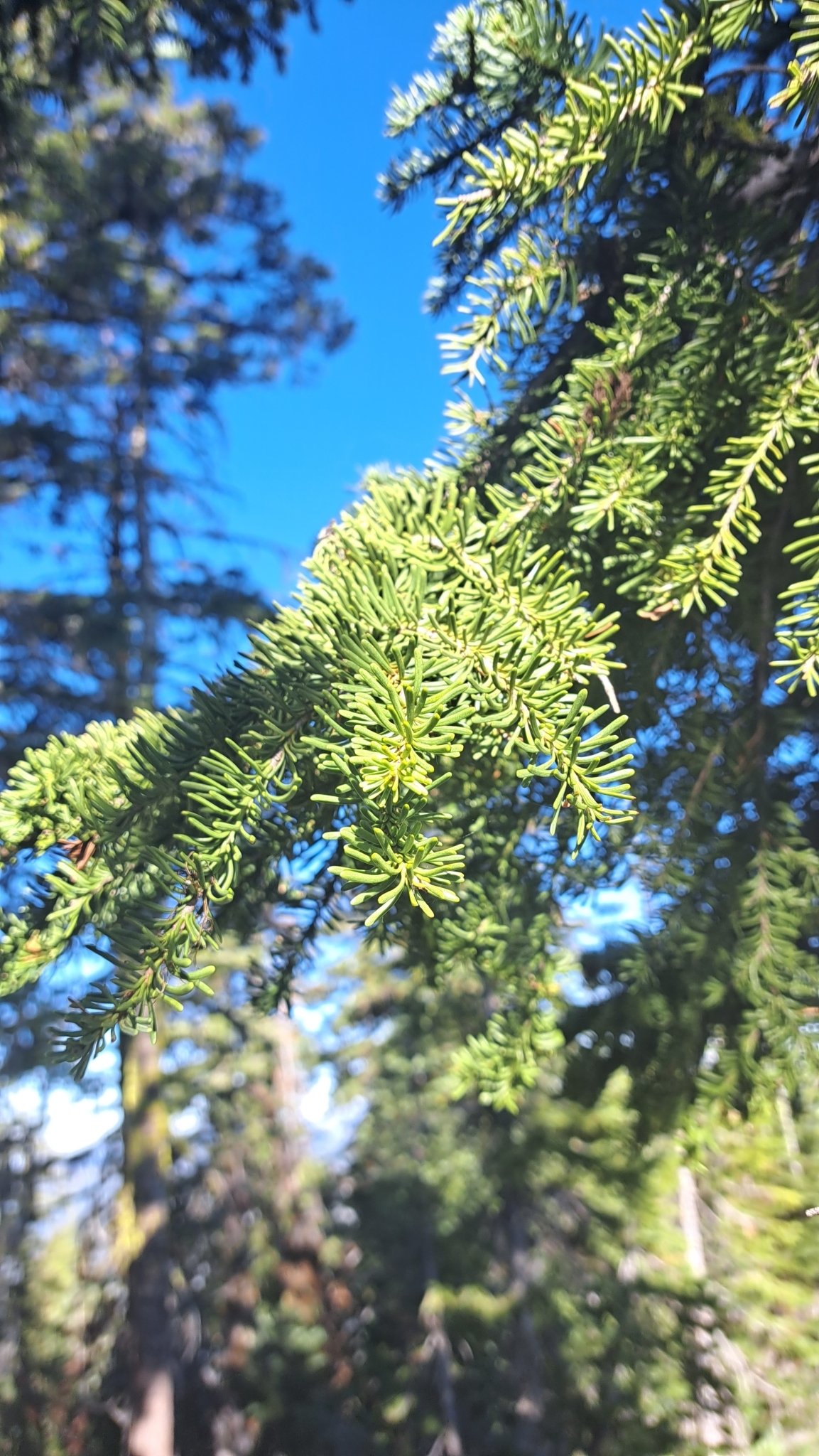 Abies magnifica var. shastensis Lemmon