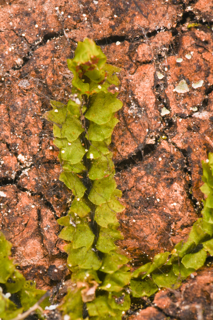 liverworts from Squamish-Lillooet, BC, Canada on June 26, 2022 at 12:35 ...