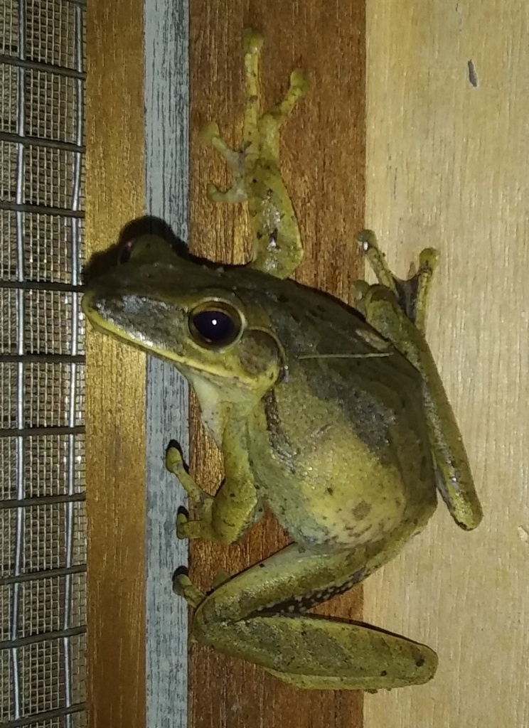 Common Southeast Asian Tree Frog from Mindanao, San Fernando, Bukidnon ...