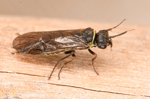 Genus Pleroneura · iNaturalist United Kingdom