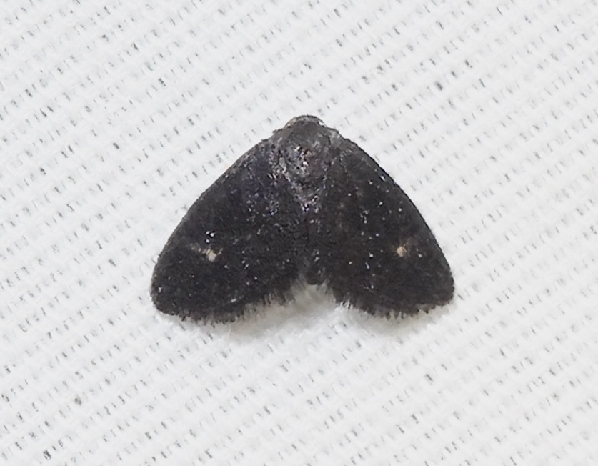 Epipyropidae