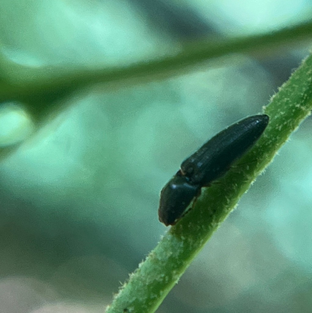 Click Beetles from EwA at the Fells on June 29, 2022 by ...