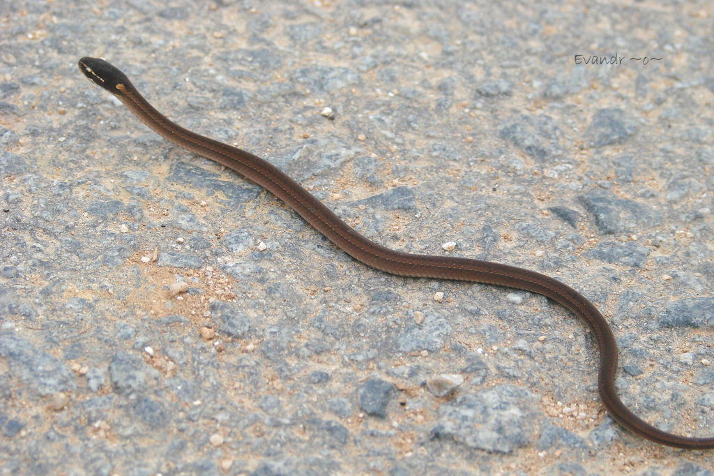 Two Striped Leaf Litter Snake from Campina Grande do Sul, PR, 83430-000 ...