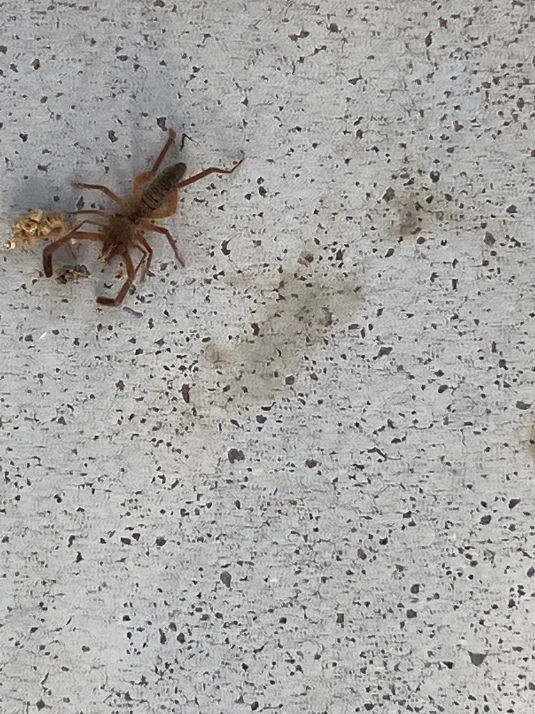 European Solifugid from Parque Natural da Serra de São Mamede, Castelo ...