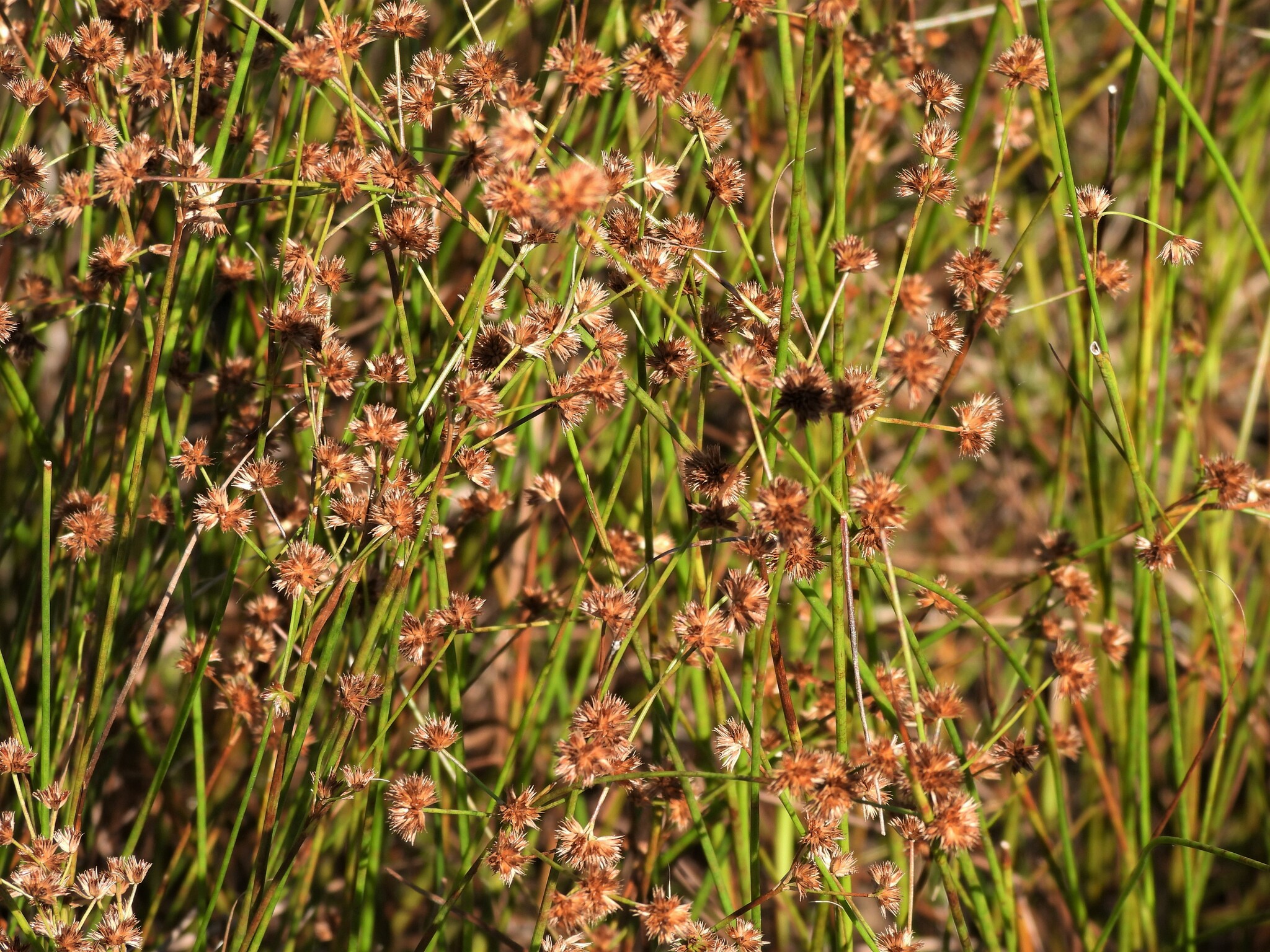 Juncus acuminatus Michx.