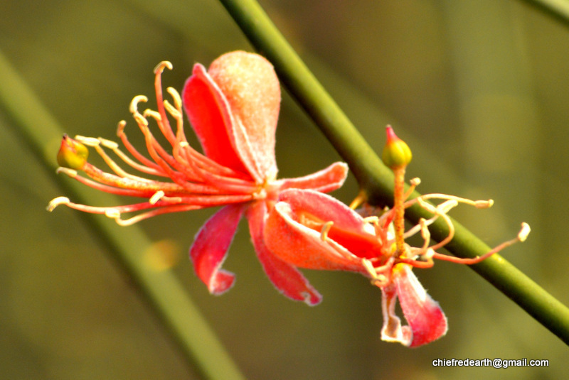 karira (Capparis decidua) - Botanical Realm