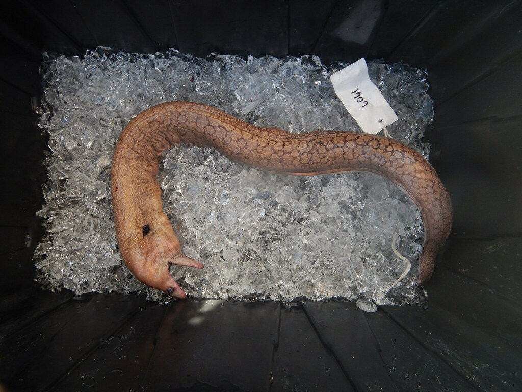 Reticulated Moray on June 25, 2022 at 05:20 PM by Ryan Watson · iNaturalist