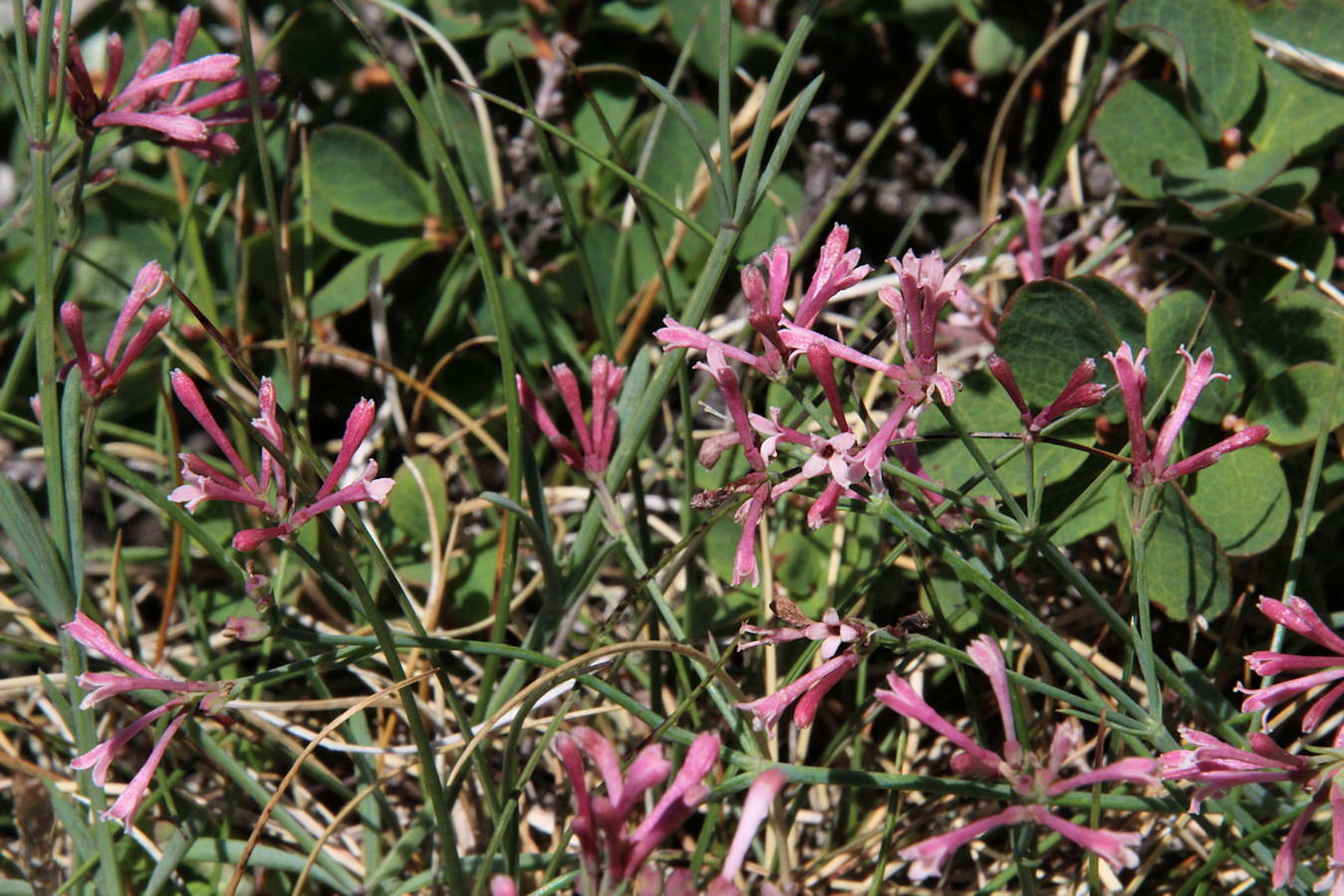 Asperula aristata L.f.