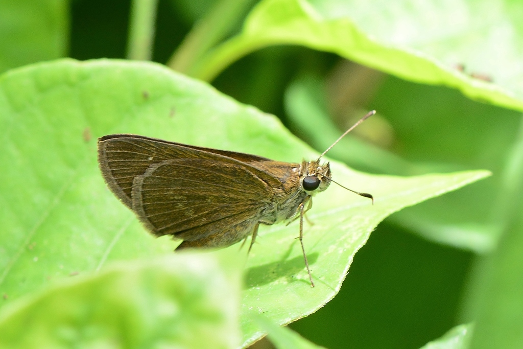 Three-spotted Skipper from Fairbanks Rd , Grand cayman on July 02, 2015 ...