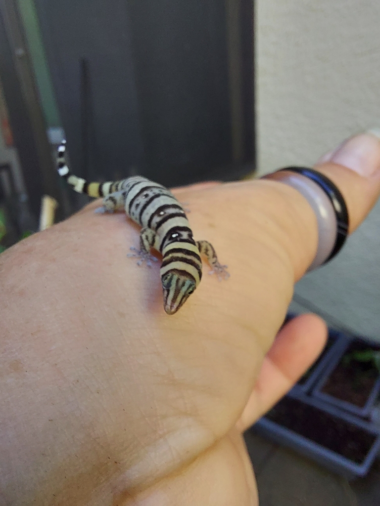 Black-spotted Least Gecko from Cuba on June 15, 2022 by ...