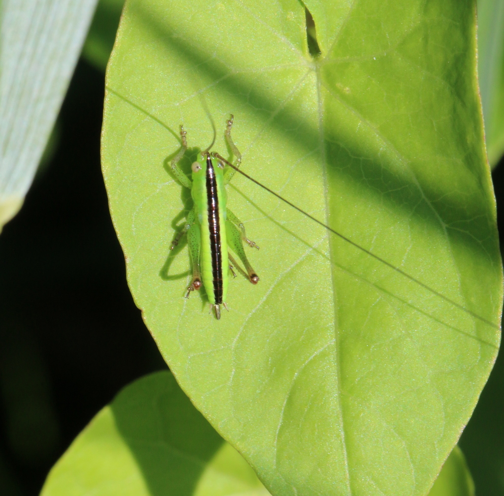 Lesser Meadow Katydids from Oudalle, France on June 24, 2021 at 09:13 ...