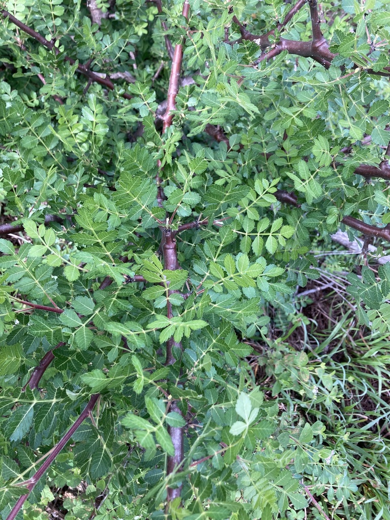 Bursera glabrifolia from Loma Linda, Oaxaca de Juárez, OAX, MX on June ...