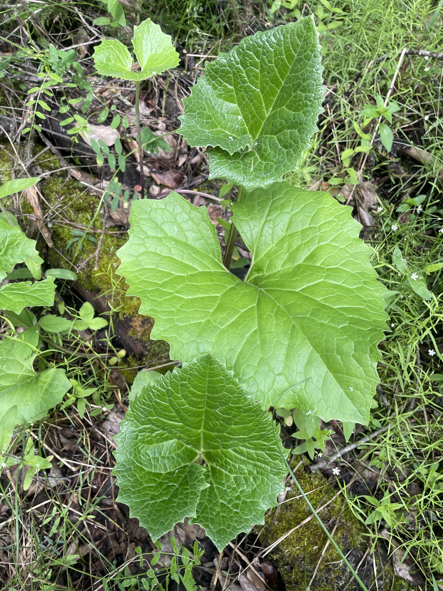 Petasites frigidus var. sagittatus (Banks ex Pursh) Chern.