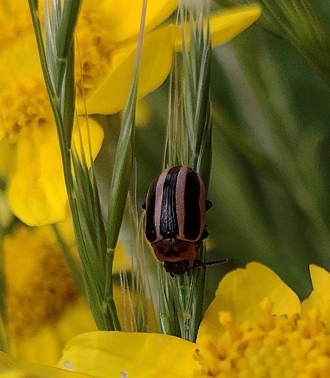 Coreopsis Beetle from Fernwood at Pembroke, Victoria, BC V8T 2Z1 ...