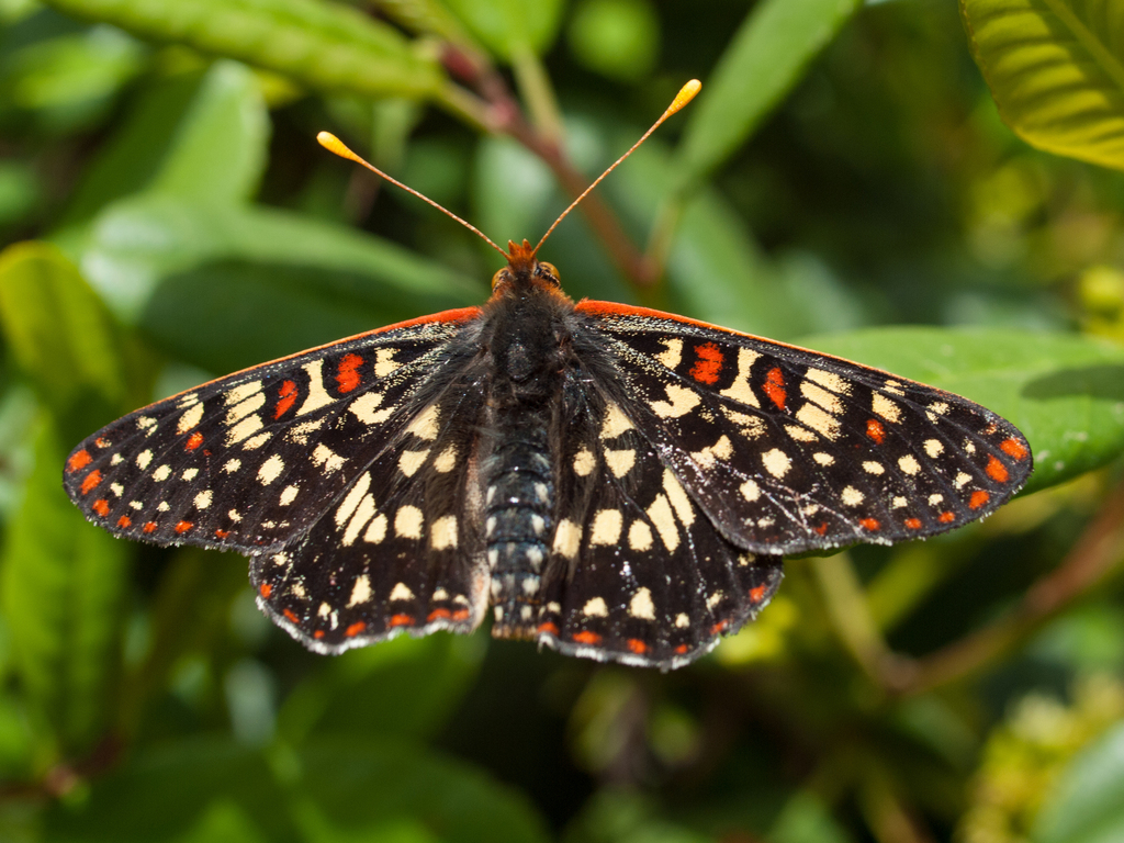 Variable Checkerspot (Yosemite National Park Butterfly Guide 🦋 ...