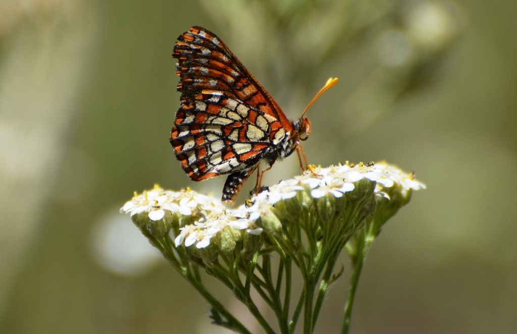 Variable Checkerspot (Yosemite National Park Butterfly Guide 🦋 ...