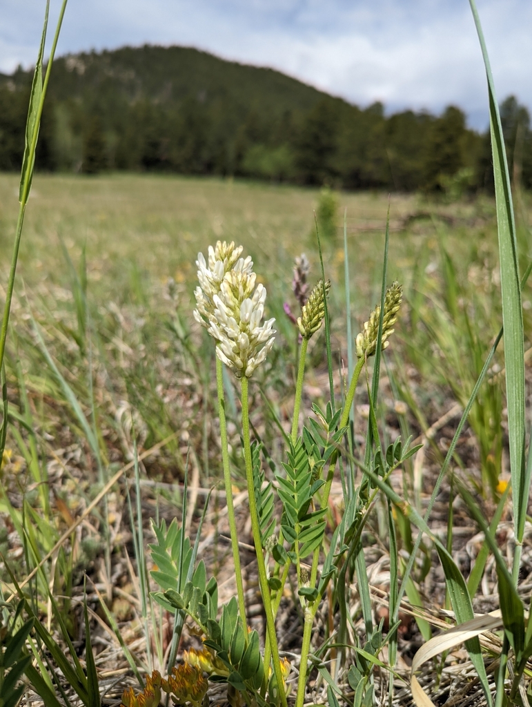Prairie Milkvetch from Coal Creek, CO 80403, USA on June 29, 2022 at 11 ...