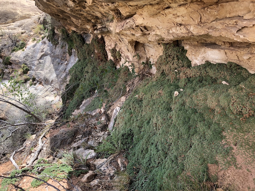 mat rock spiraea from Canyonlands National Park, Moab, UT, US on June ...