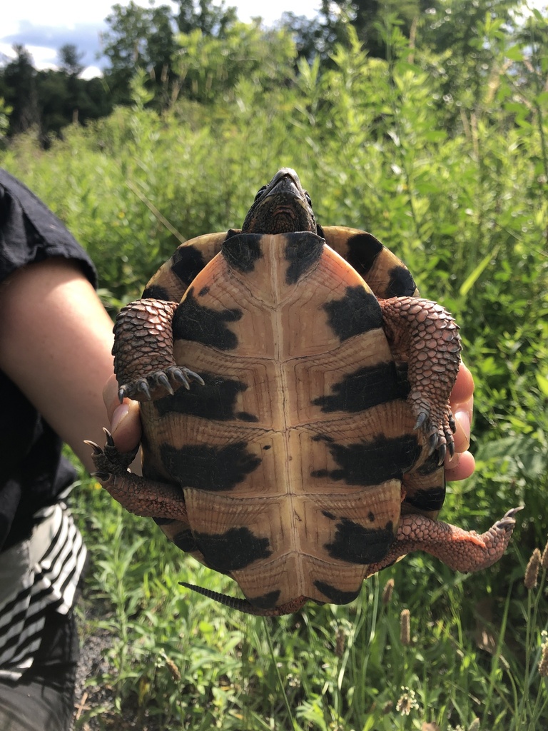 Wood Turtle in June 2022 by lsymes · iNaturalist