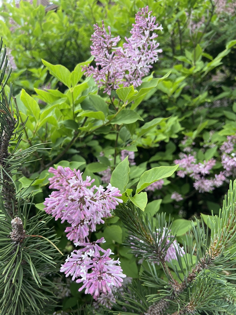 common lilac in June 2022 by oberon4680 · iNaturalist