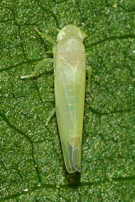 Alebra albostriella (Fallén, 1826)