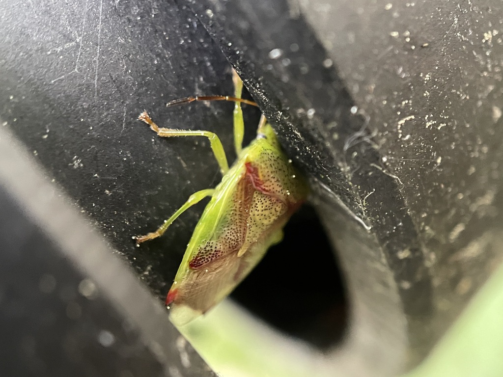 Red-cross Shield Bug from Talus, Issaquah, WA, USA on June 29, 2022 at ...