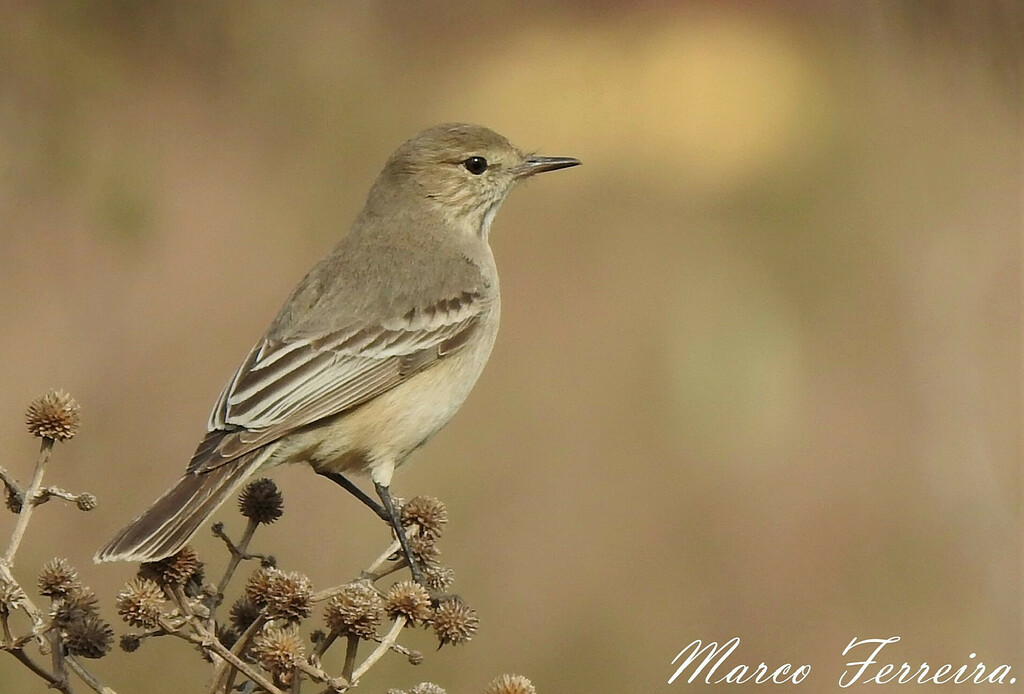 Lesser Shrike-Tyrant from Rincòn de los ciervos on July 10, 2021 at 04: ...
