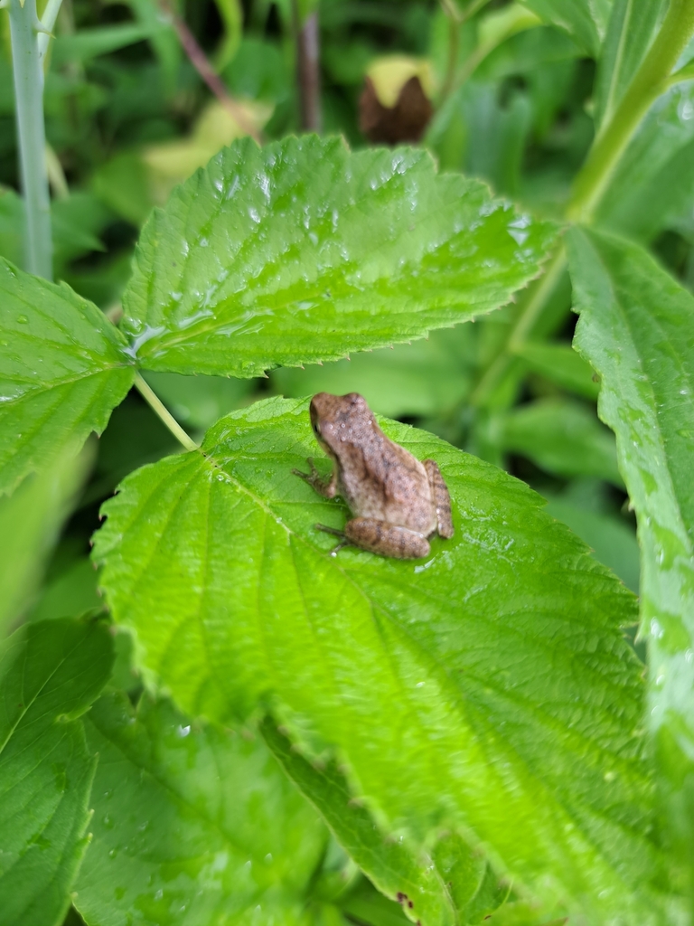 Spring Peeper from King, Ann Arbor, MI, USA on June 29, 2022 at 10:02 ...