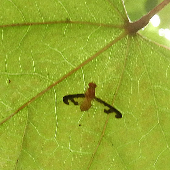 Antlered Flutter Fly from Reston, VA, USA on July 20, 2018 at 10:57 AM ...