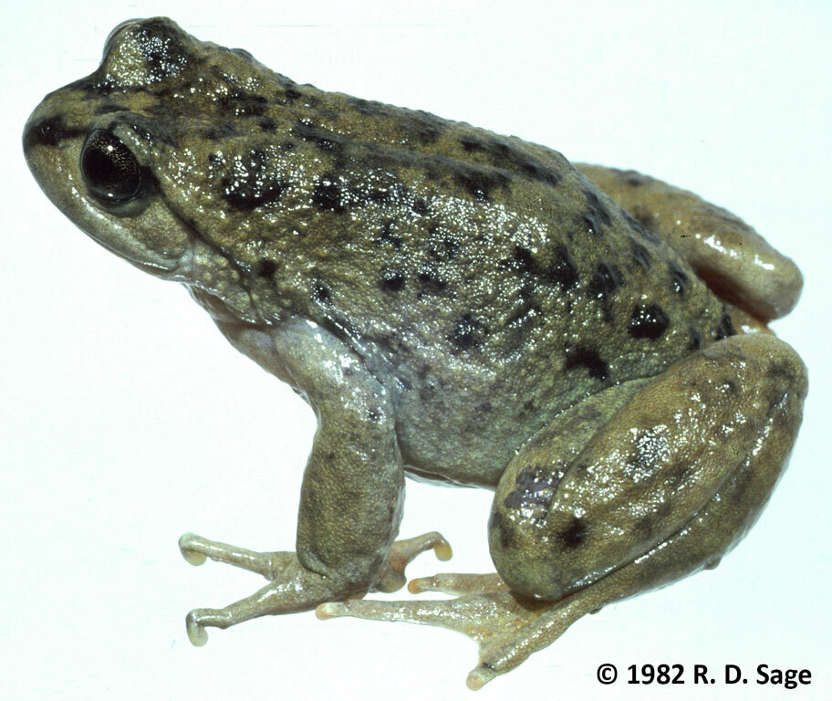 Tonchek Spiny-chest Frog from Bariloche Department, Río Negro ...
