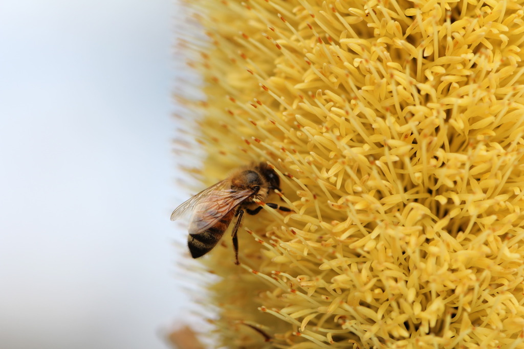 Western Honey Bee from Kensington Bushland, Perth, WA, Australia on ...