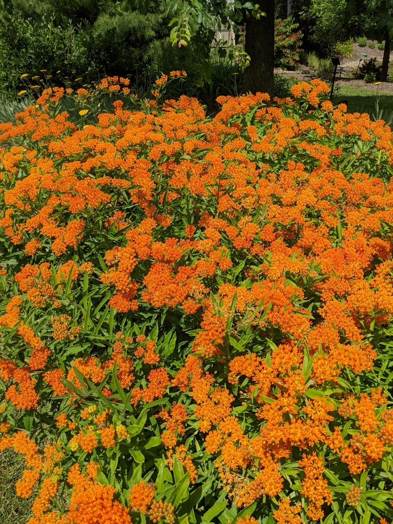 butterfly milkweed from Wadsworth, OH 44281, USA on June 29, 2022 at 02 ...