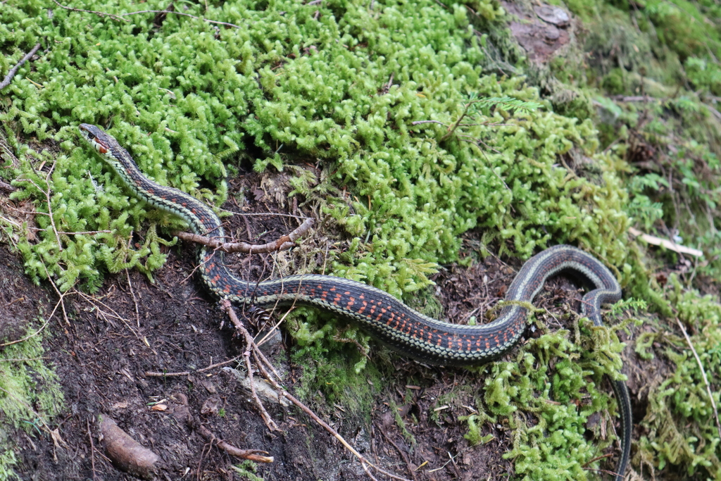 Valley Garter Snake from King County, WA, USA on June 28, 2022 at 01:10 ...