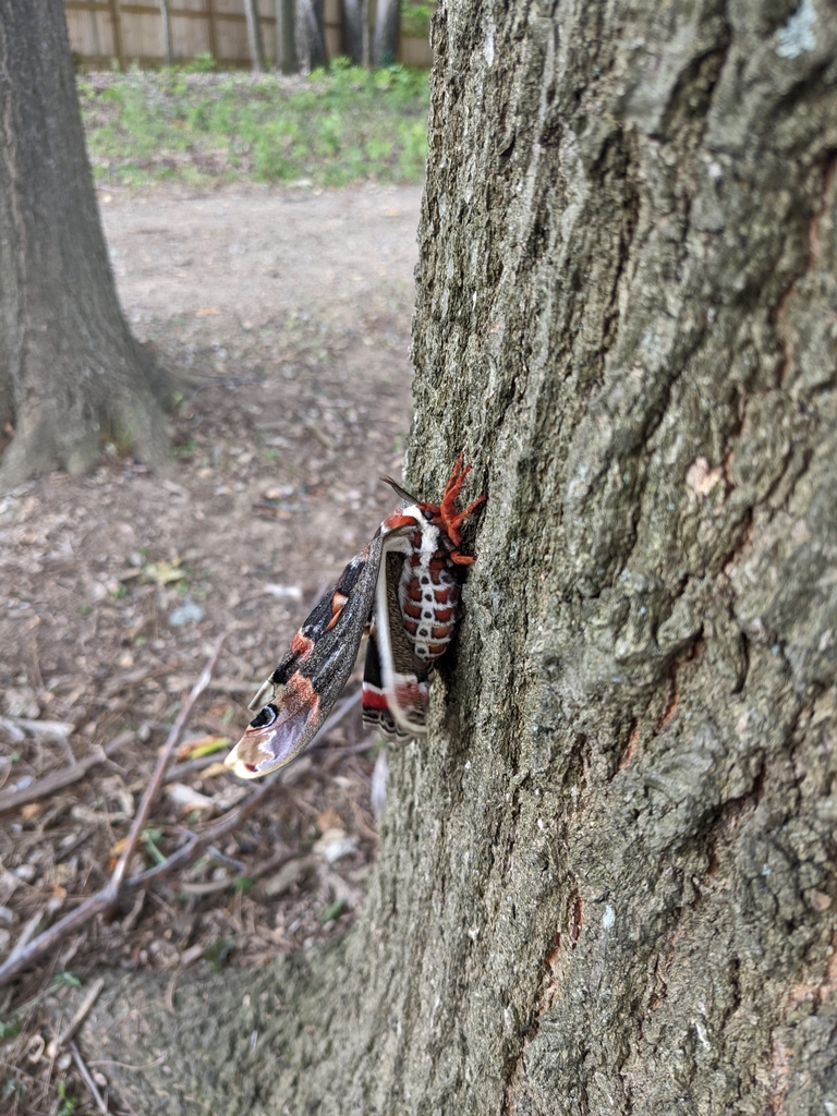Cecropia Moth from Wadsworth Township, OH, USA on June 29, 2022 at 06: ...