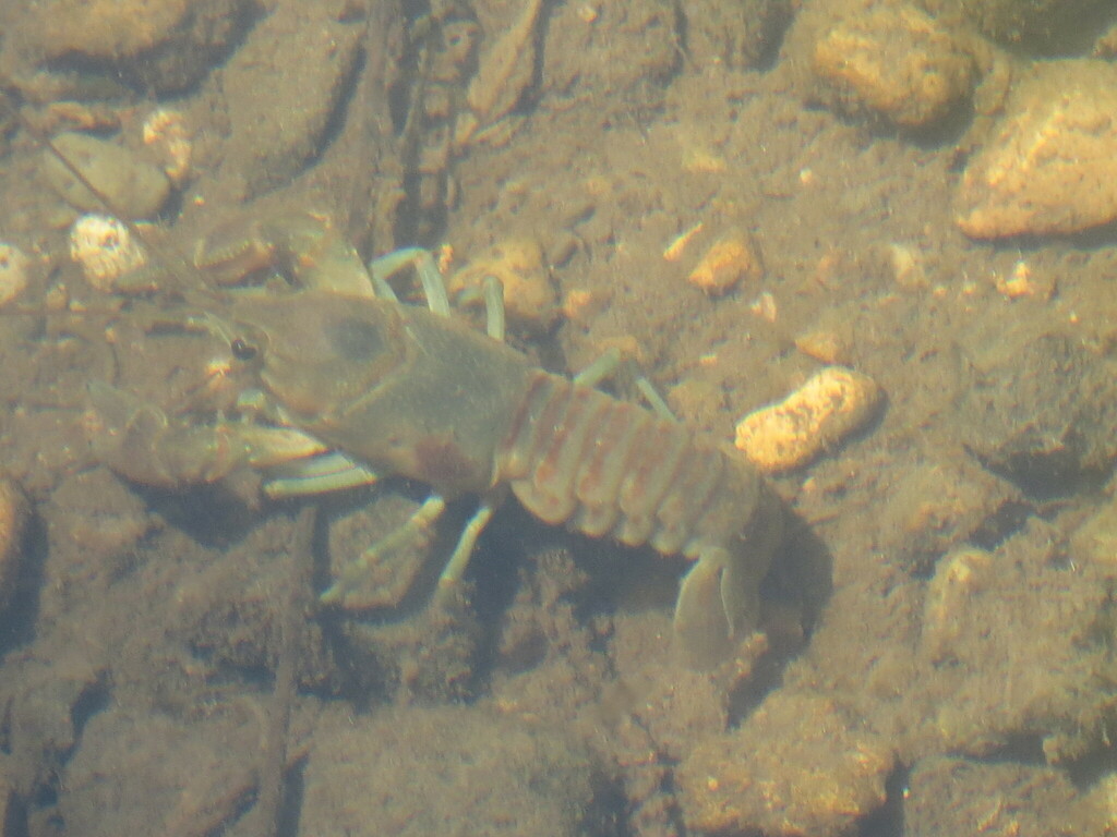 Rusty Crayfish from Rockford, IL, USA on June 29, 2022 at 02:38 PM by ...