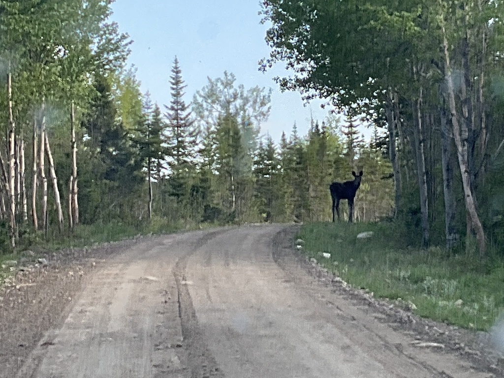 Moose from Parc National des Grands-Jardins, Lac-Pikauba, QC, CA on ...