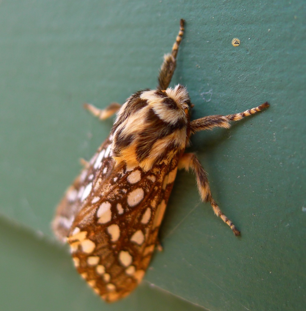 Silver-spotted Tiger Moth from Eastsound, wa on July 7, 2015 by Sarka ...